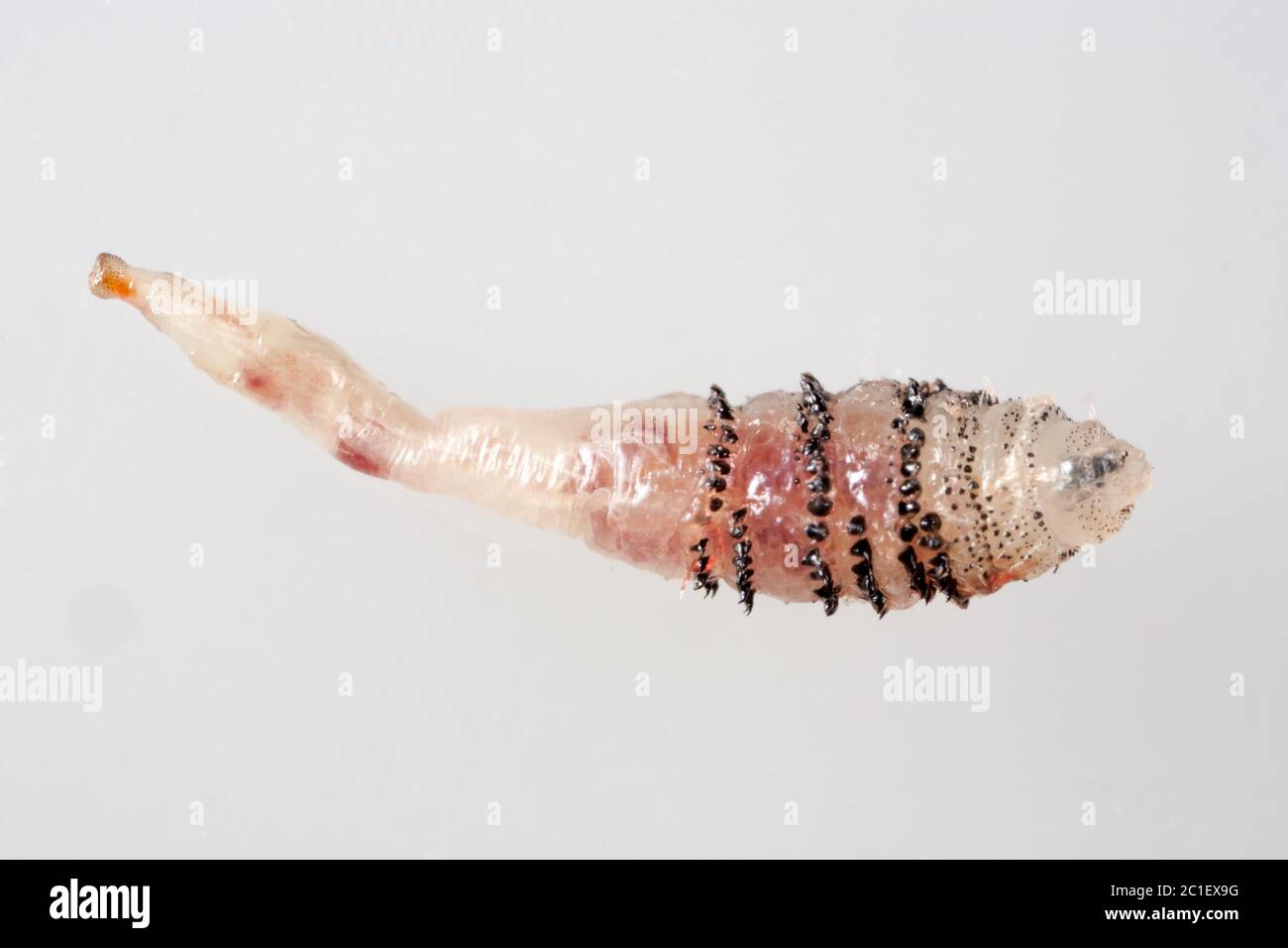 Dermatobia hominis hi-res stock photography and images - Alamy