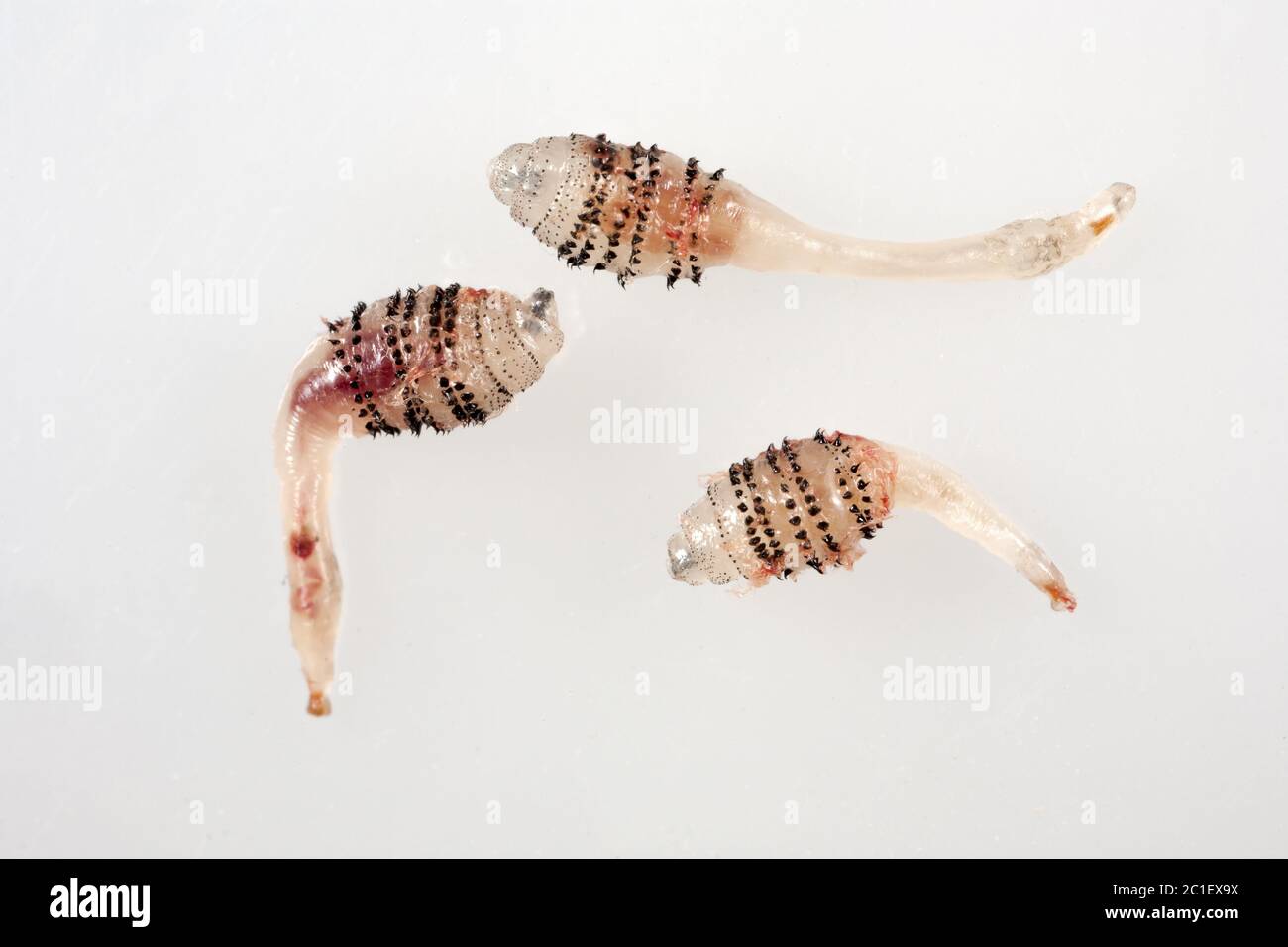 Dermatobia hominis hi-res stock photography and images - Alamy