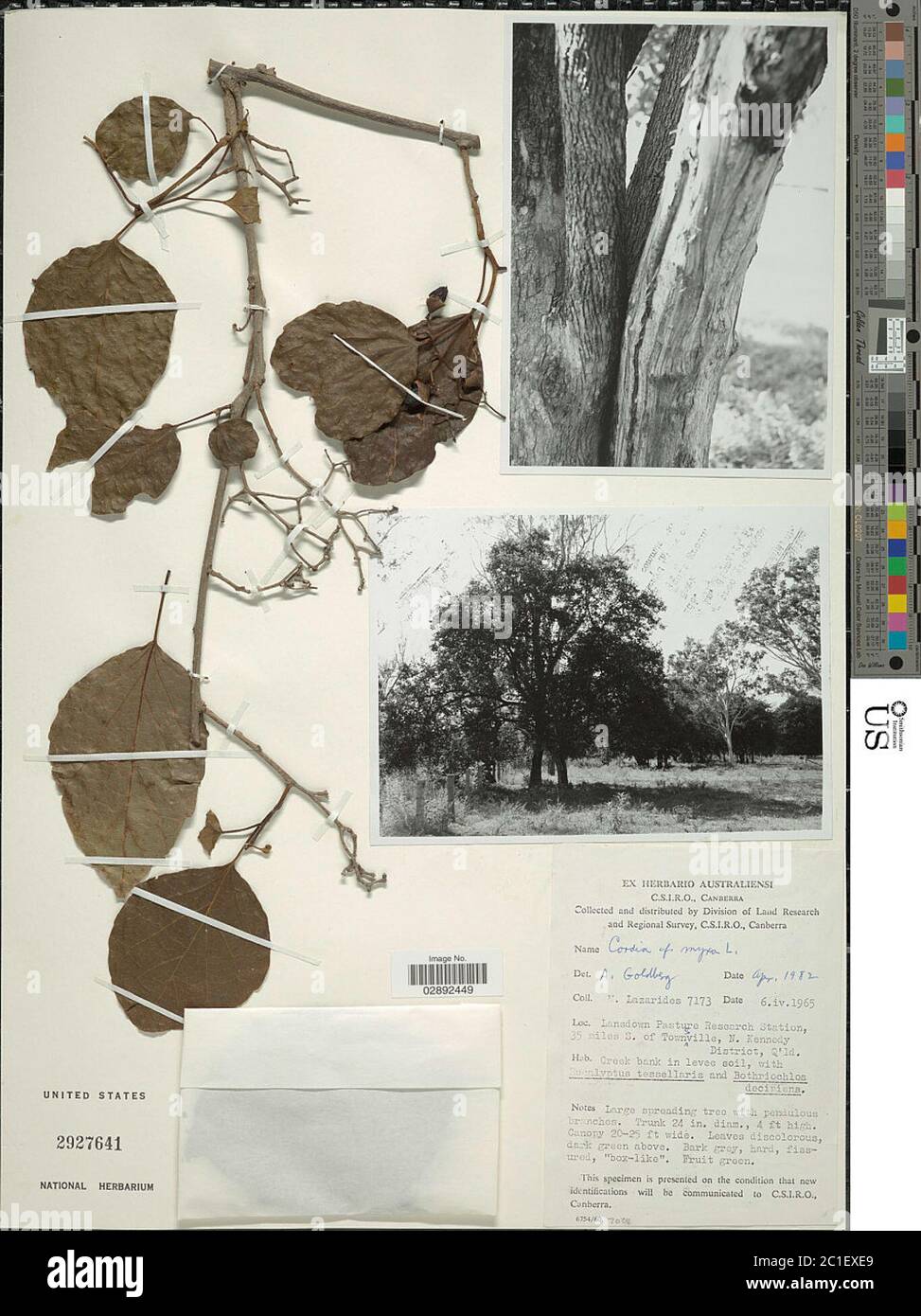 Cordia myxa hi-res stock photography and images - Alamy