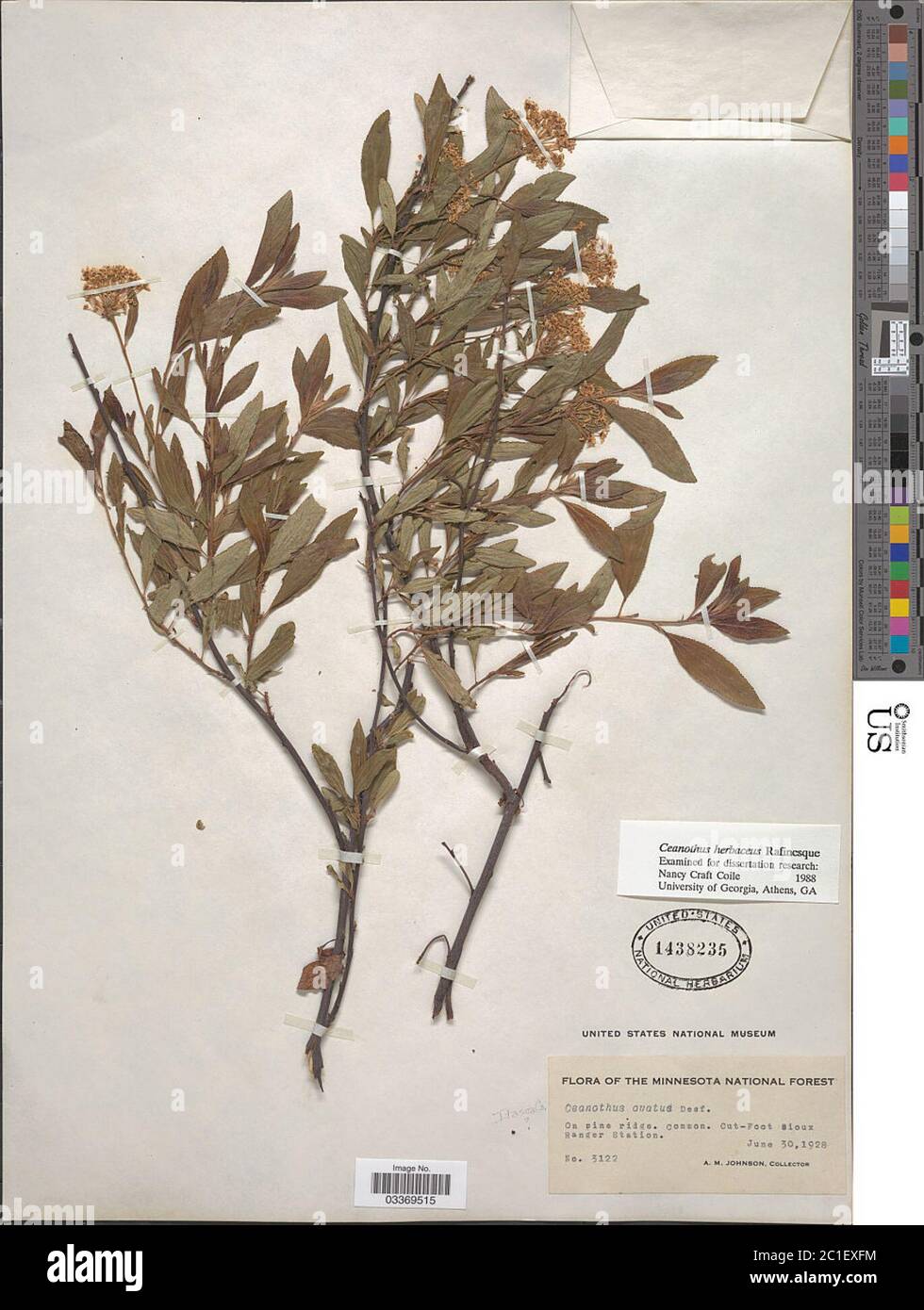 Ceanothus ovatus Ceanothus ovatus Stock Photo - Alamy