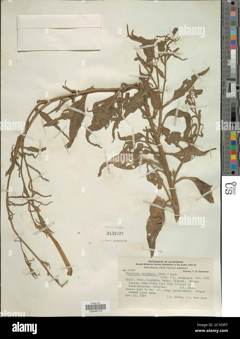 Nicotiana acuminata Graham Hook Nicotiana acuminata Graham Hook Stock ...