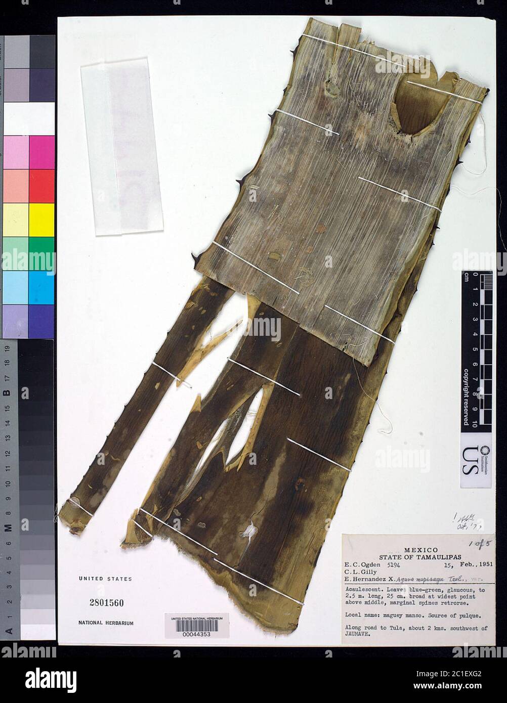 Agave mapisaga Agave mapisaga Stock Photo - Alamy