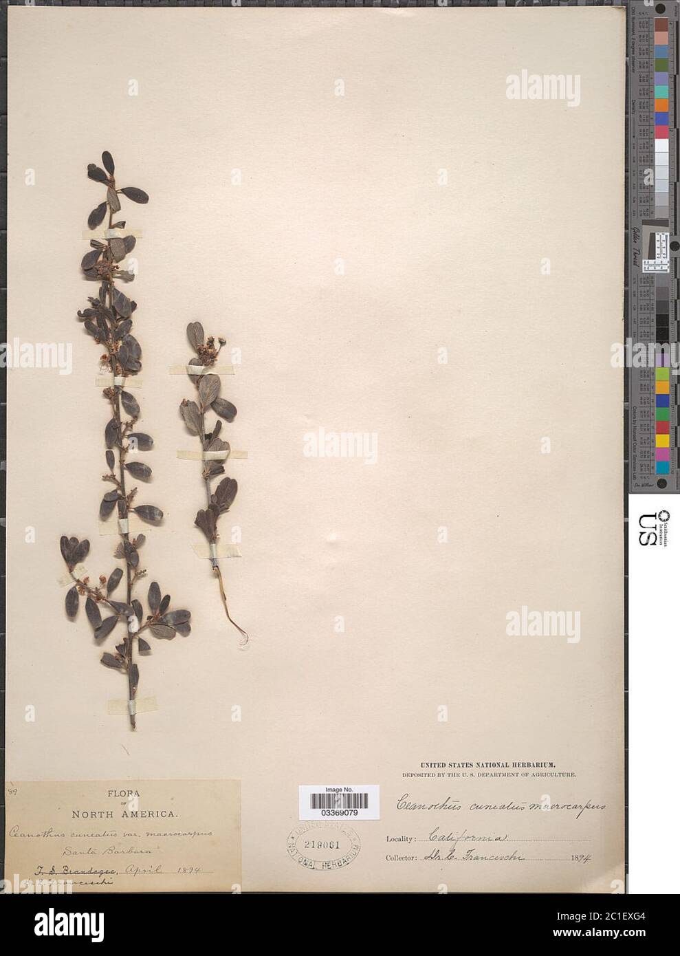 Ceanothus cuneatus var macrocarpus K Brandegee Ceanothus cuneatus var ...