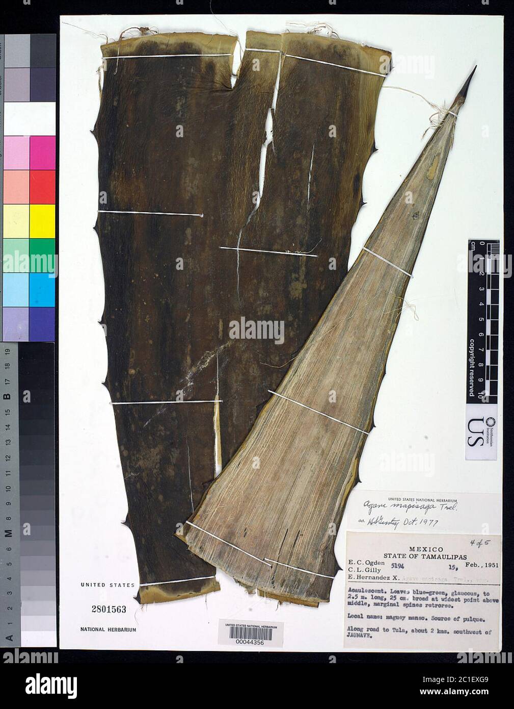 Agave mapisaga Agave mapisaga Stock Photo - Alamy