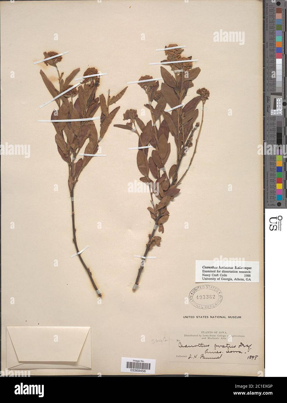 Ceanothus ovatus Ceanothus ovatus Stock Photo - Alamy