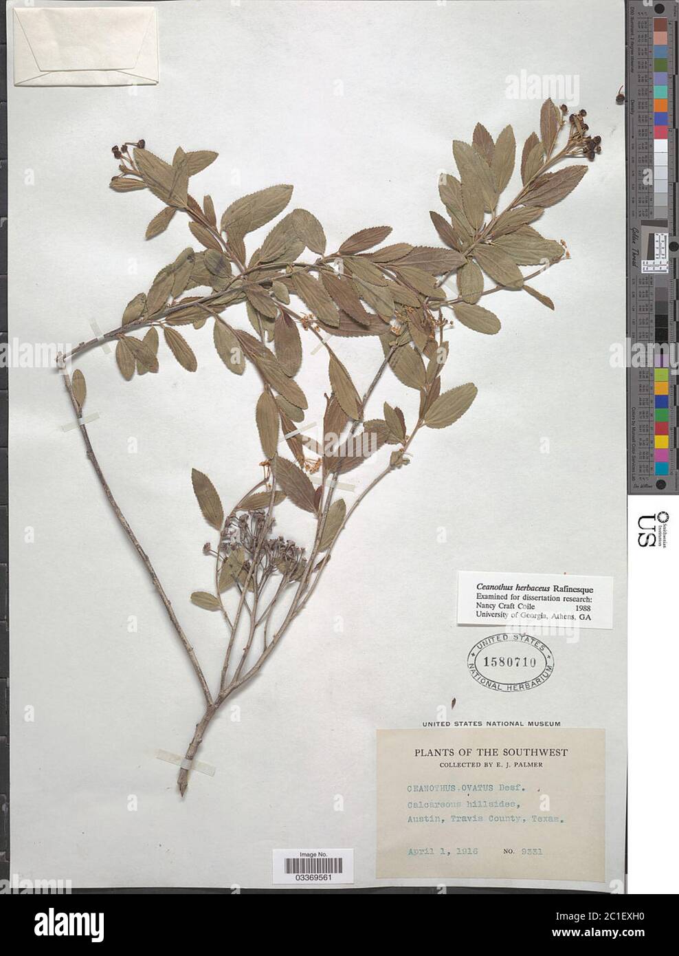 Ceanothus ovatus Ceanothus ovatus Stock Photo - Alamy