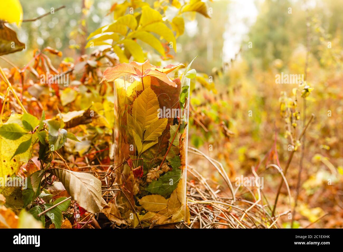 collection of autumnal leaves in a transparent box Stock Photo - Alamy