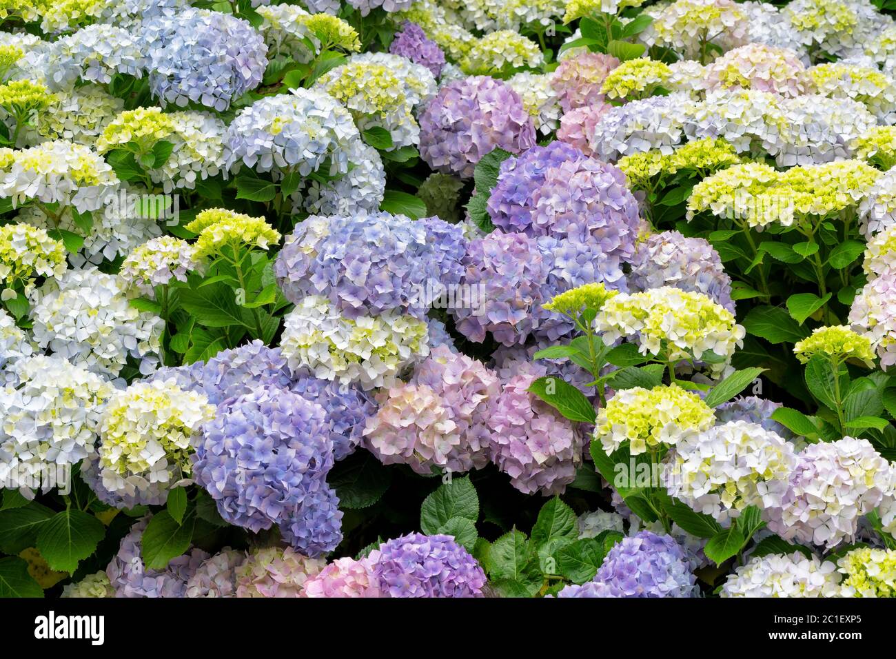 Hydrangea flowers in the garden Stock Photo - Alamy
