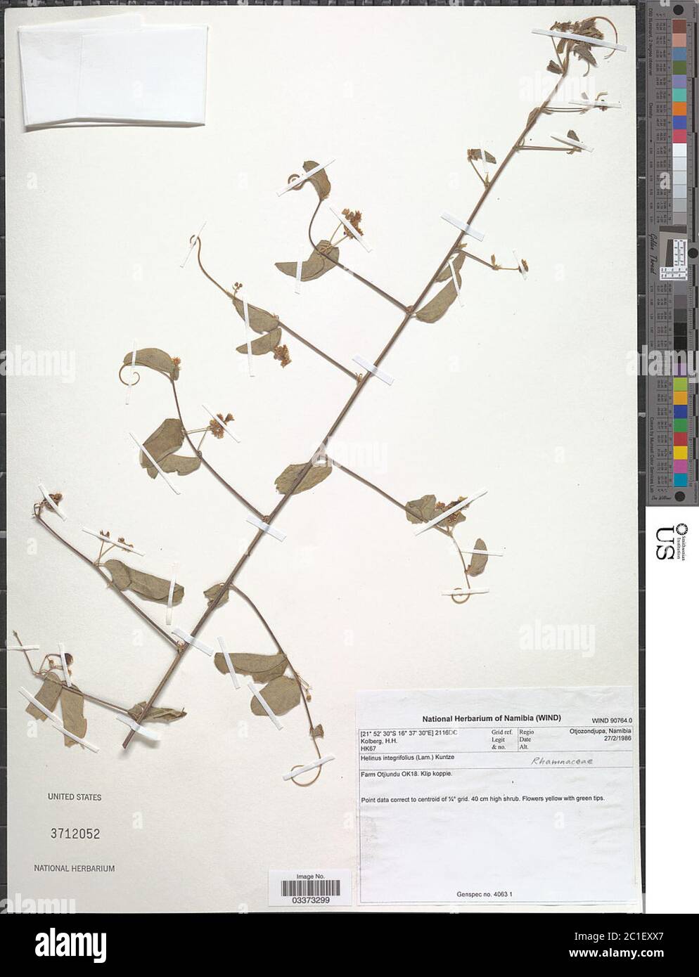 Helinus integrifolius Lam Kuntze Helinus integrifolius Lam Kuntze Stock ...
