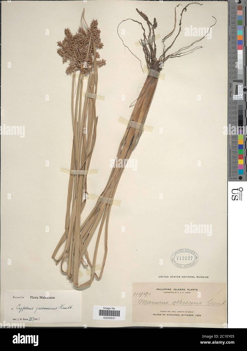 Cyperus javanicus Houtt Cyperus javanicus Houtt Stock Photo - Alamy