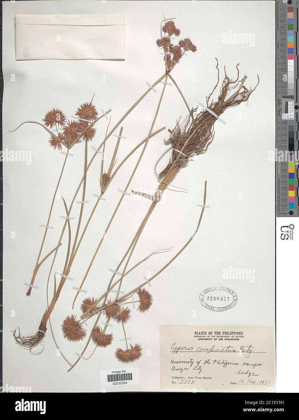 Cyperus compactus Retz Cyperus compactus Retz Stock Photo - Alamy