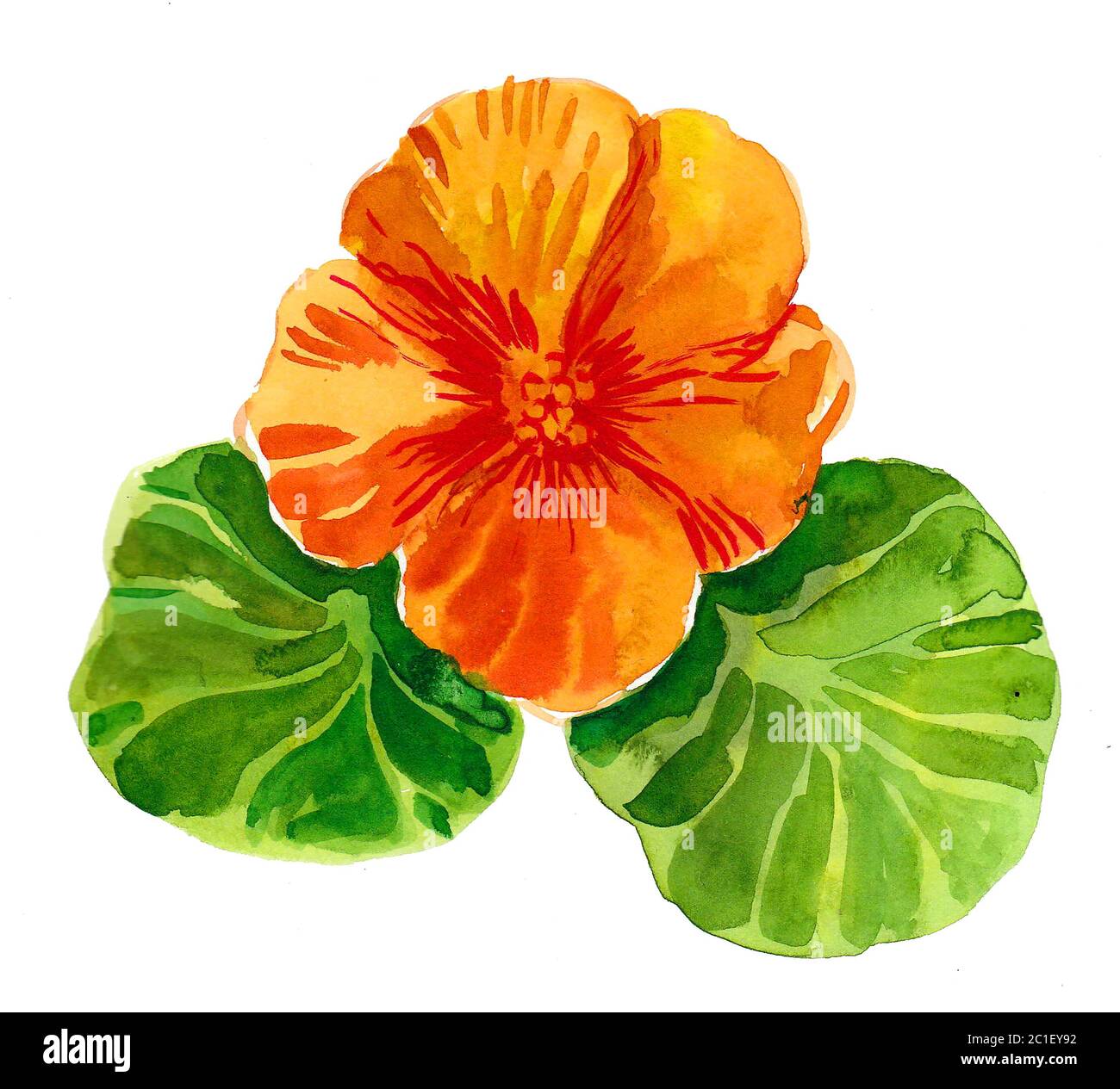 Orange flower. Watercolor painting Stock Photo - Alamy