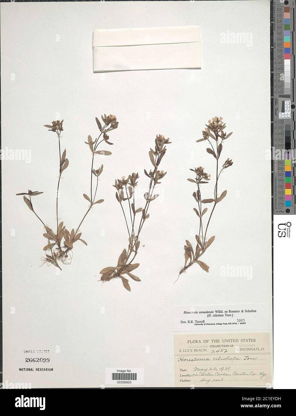 Houstonia canadensis hi-res stock photography and images - Alamy