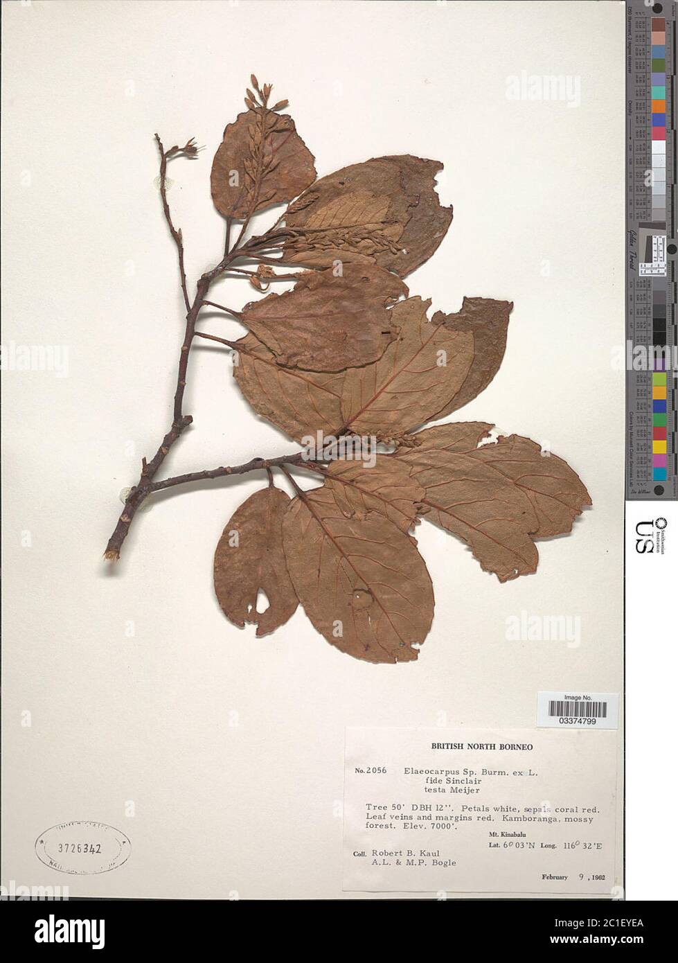 Elaeocarpus sp Elaeocarpus sp Stock Photo - Alamy