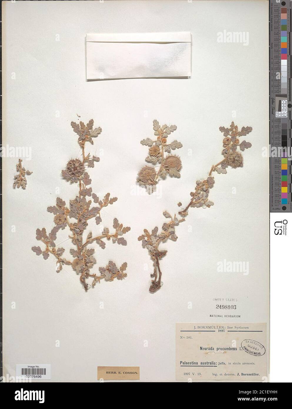 Neurada procumbens hi-res stock photography and images - Alamy