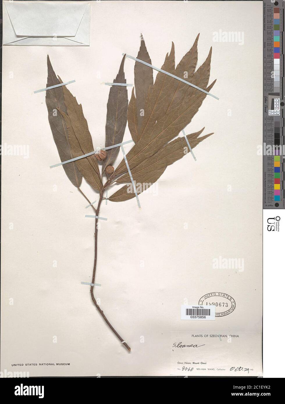 Sloanea sp Sloanea sp Stock Photo - Alamy