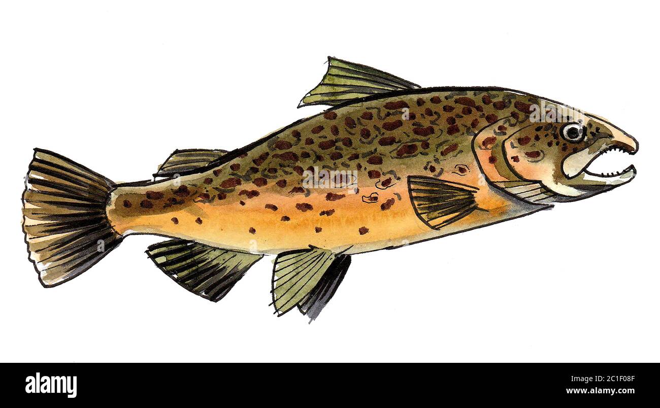 Wild salmon fish. Ink and watercolor drawing Stock Photo - Alamy