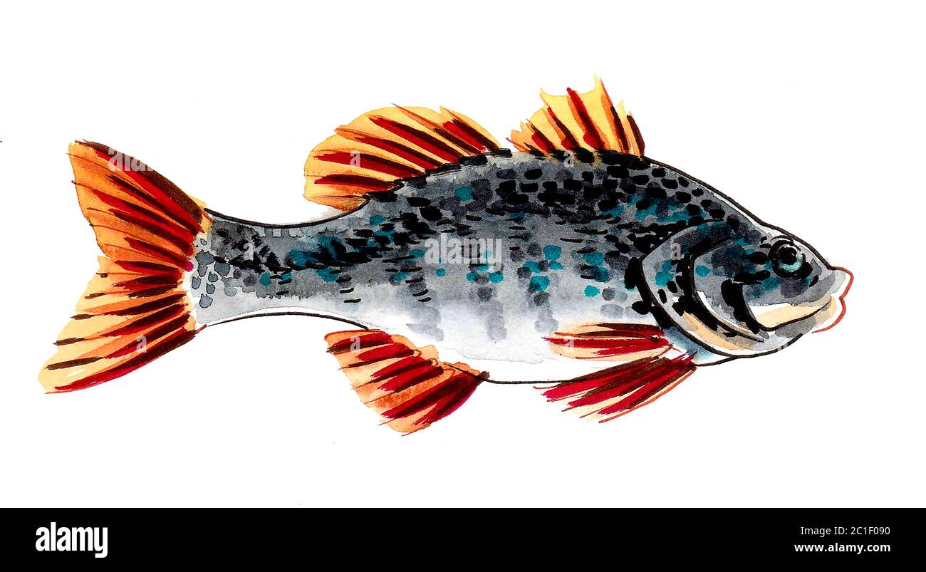 Colorful sea fish. Ink and watercolor drawing Stock Photo - Alamy