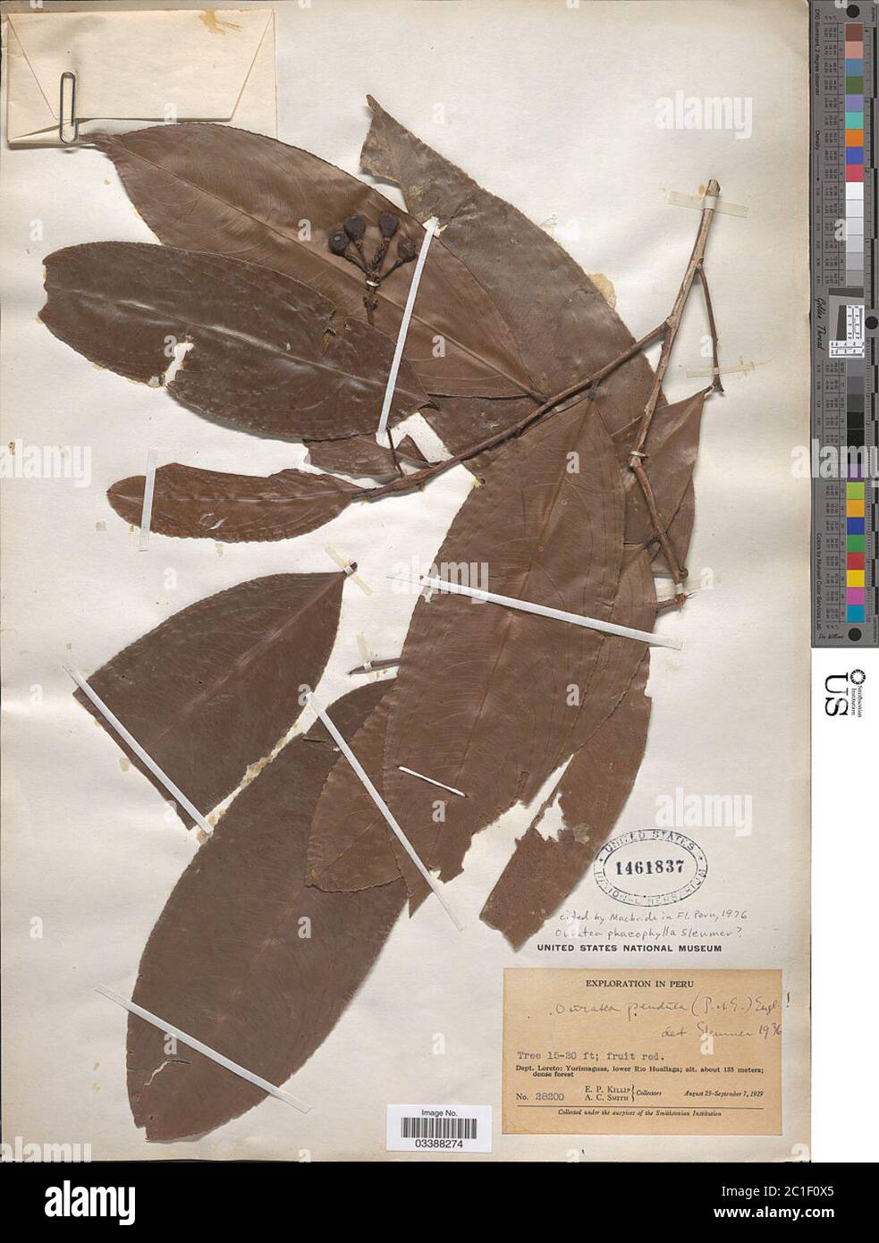 Ouratea hi-res stock photography and images - Alamy