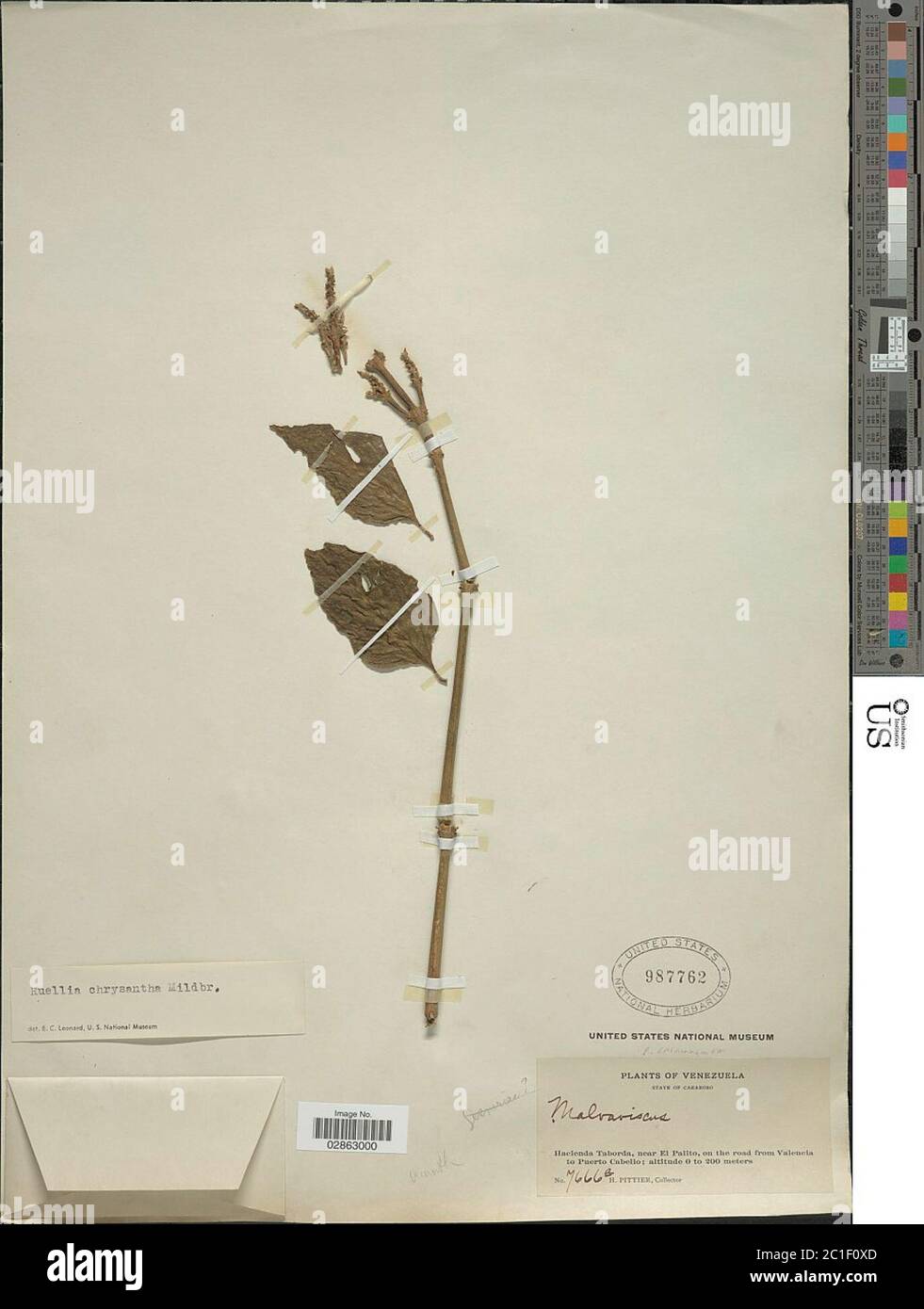 Ruellia sp Ruellia sp Stock Photo - Alamy