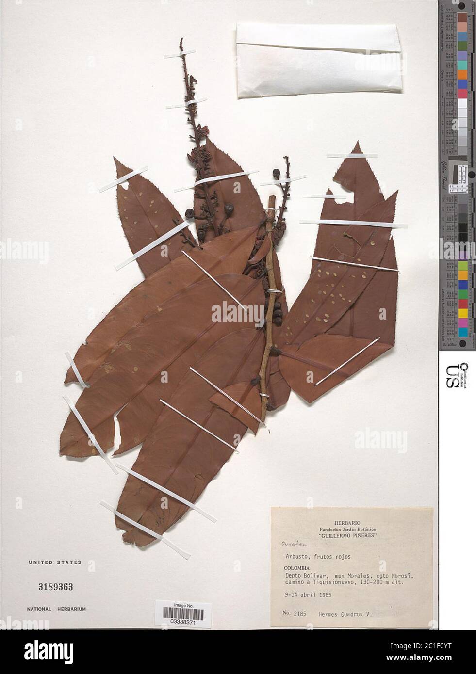 Ouratea hi-res stock photography and images - Alamy