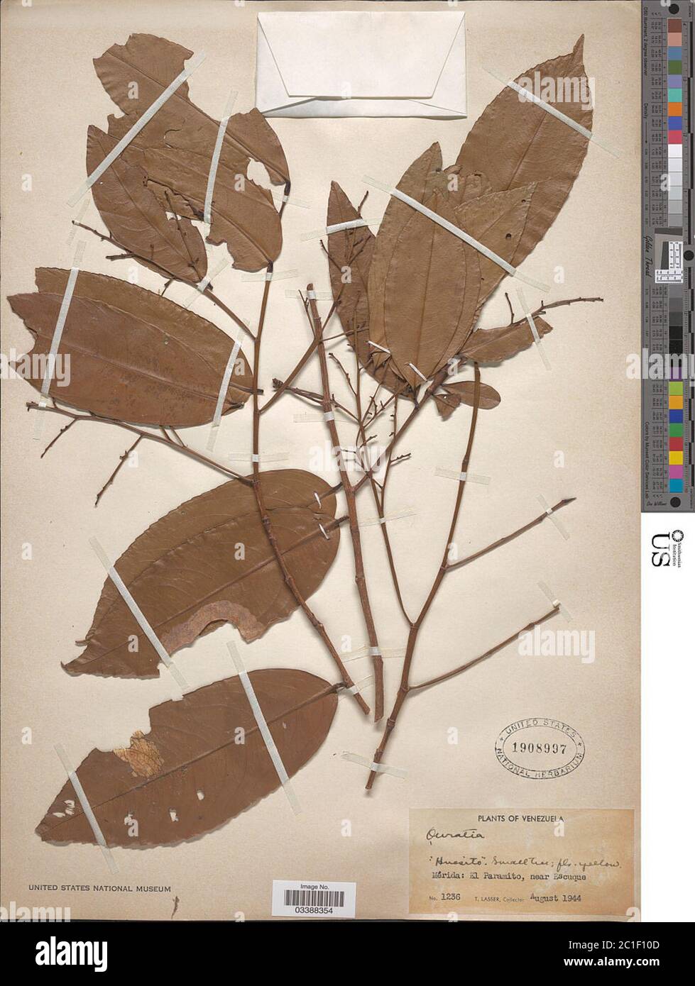 Ouratea hi-res stock photography and images - Alamy