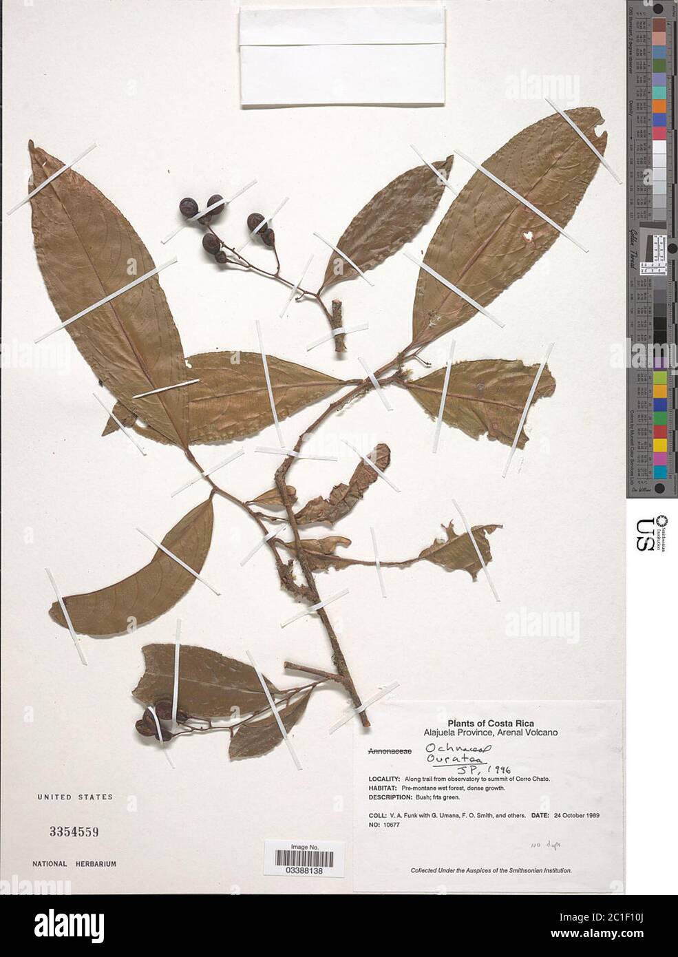 Ouratea hi-res stock photography and images - Alamy