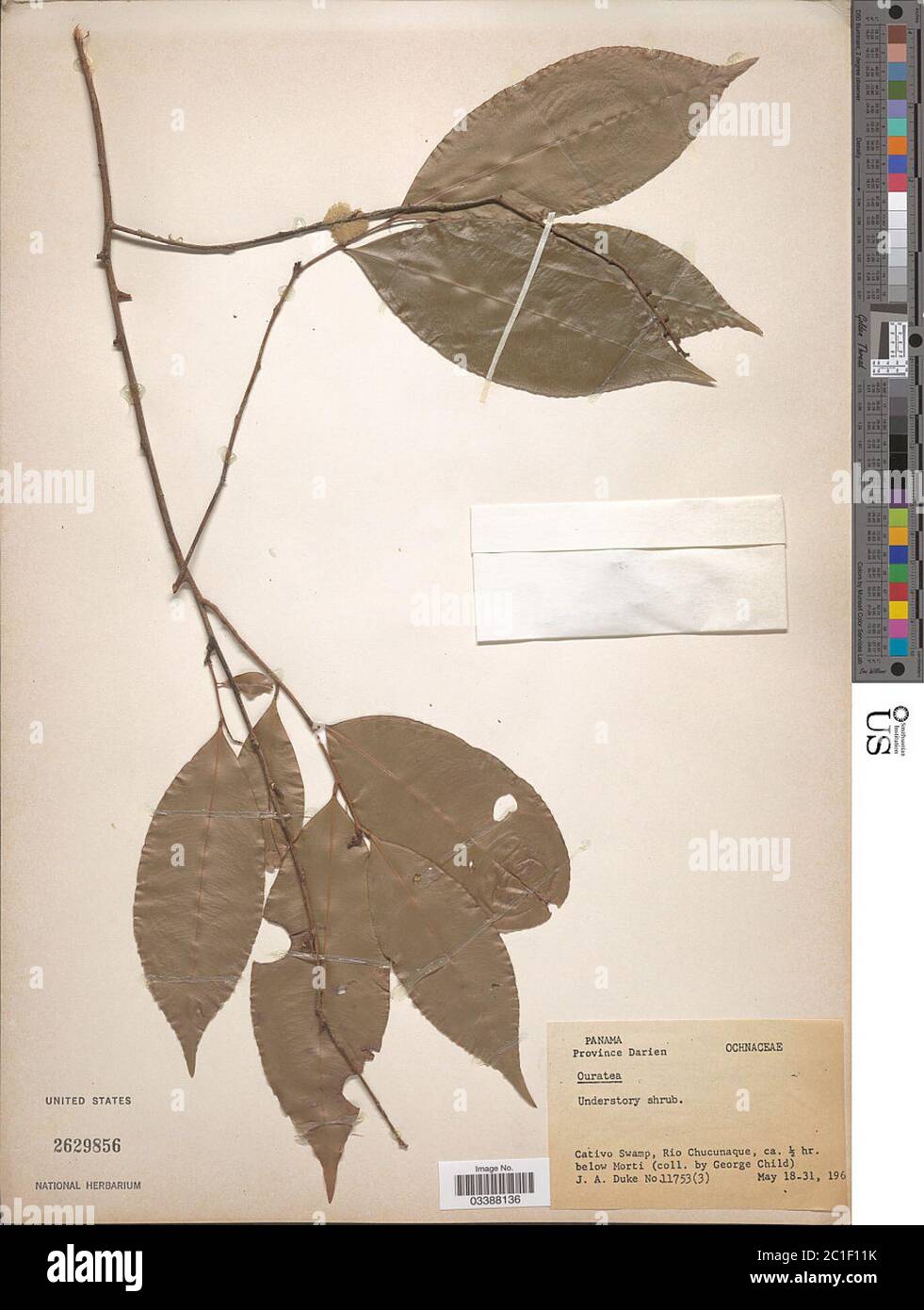 Ouratea sp Ouratea sp Stock Photo - Alamy