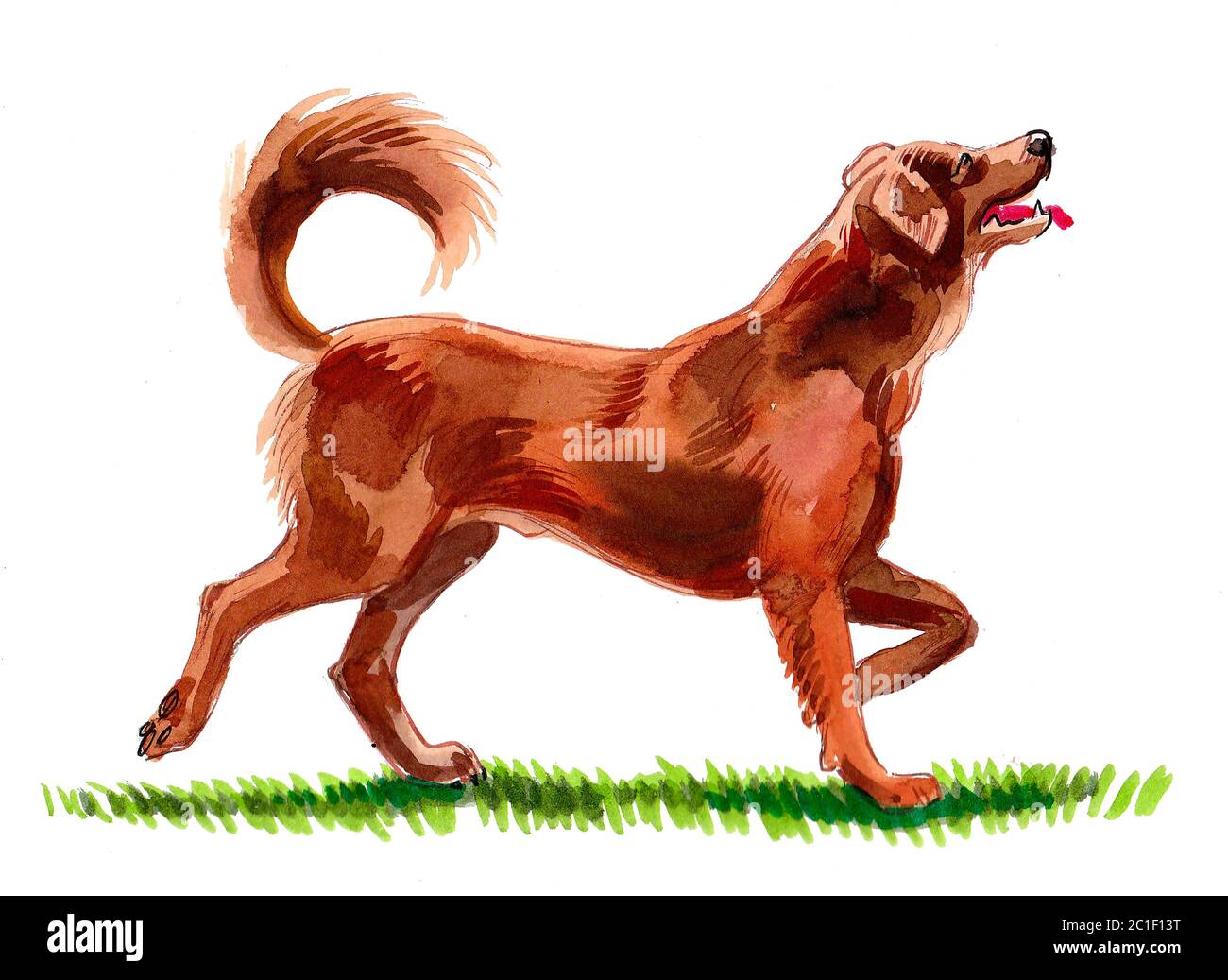 Running Irish setter dog. Ink and watercolor drawing Stock Photo - Alamy
