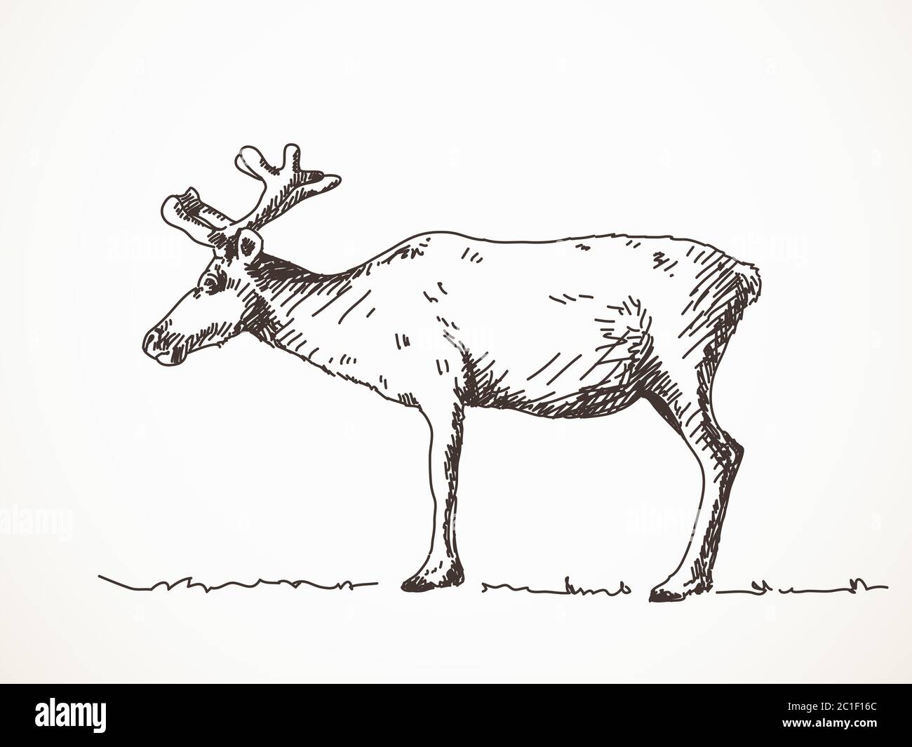 Reindeer, Vector sketch, Hand drawn illustration Stock Vector Image ...