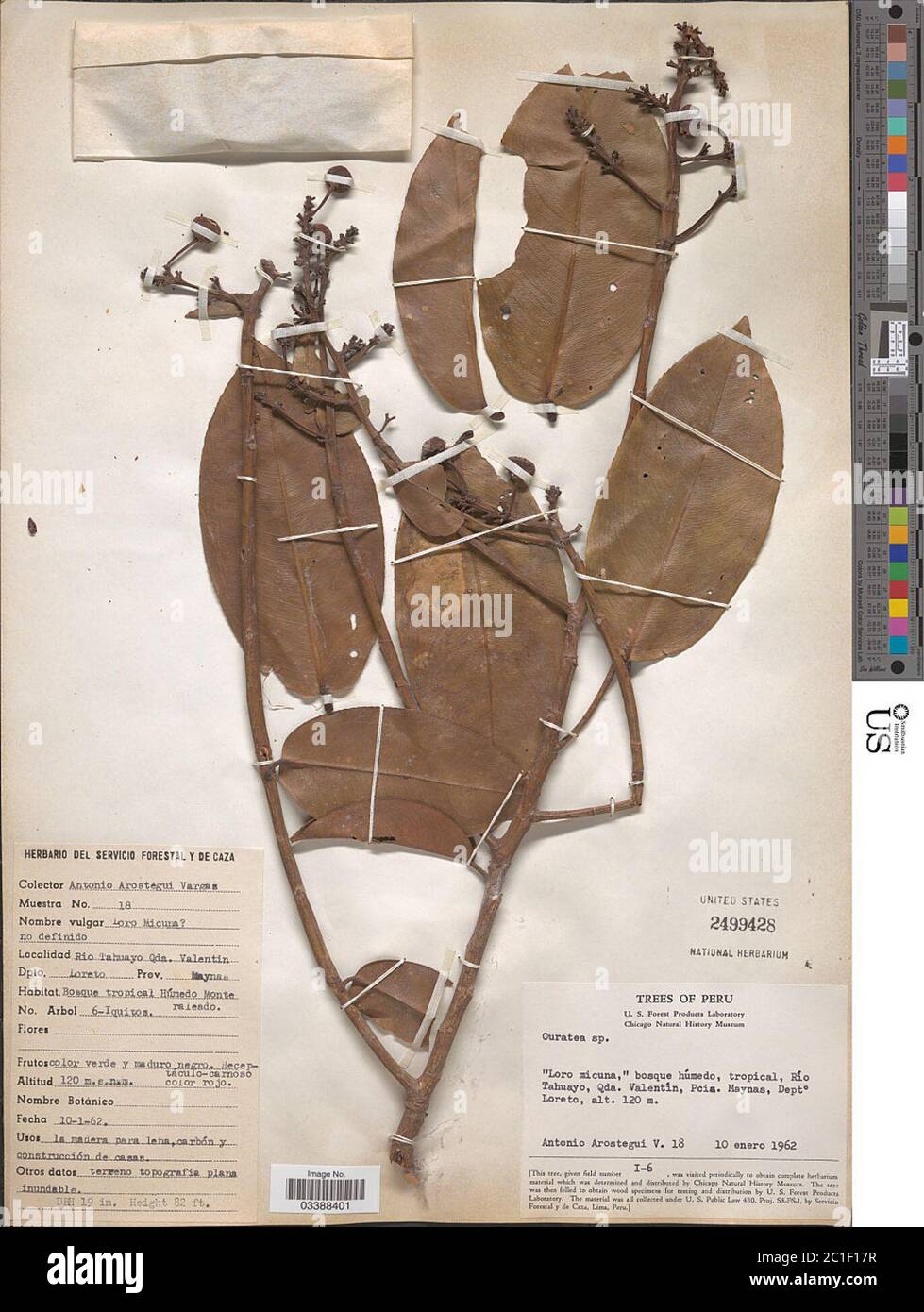 Ouratea hi-res stock photography and images - Alamy