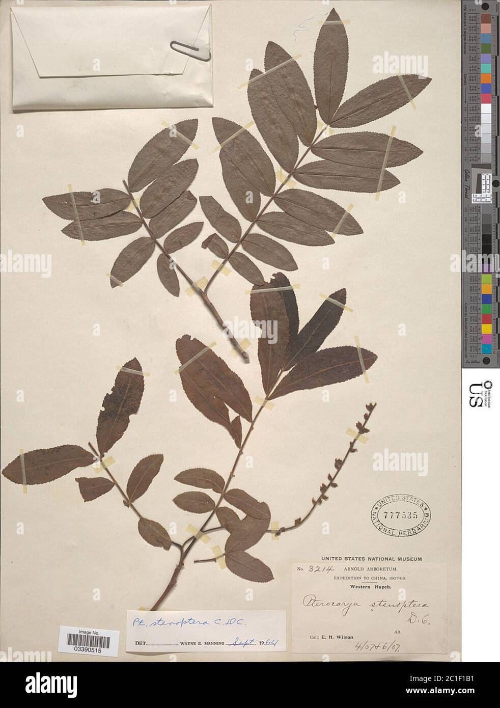 Pterocarya stenoptera C DC Pterocarya stenoptera C DC Stock Photo - Alamy