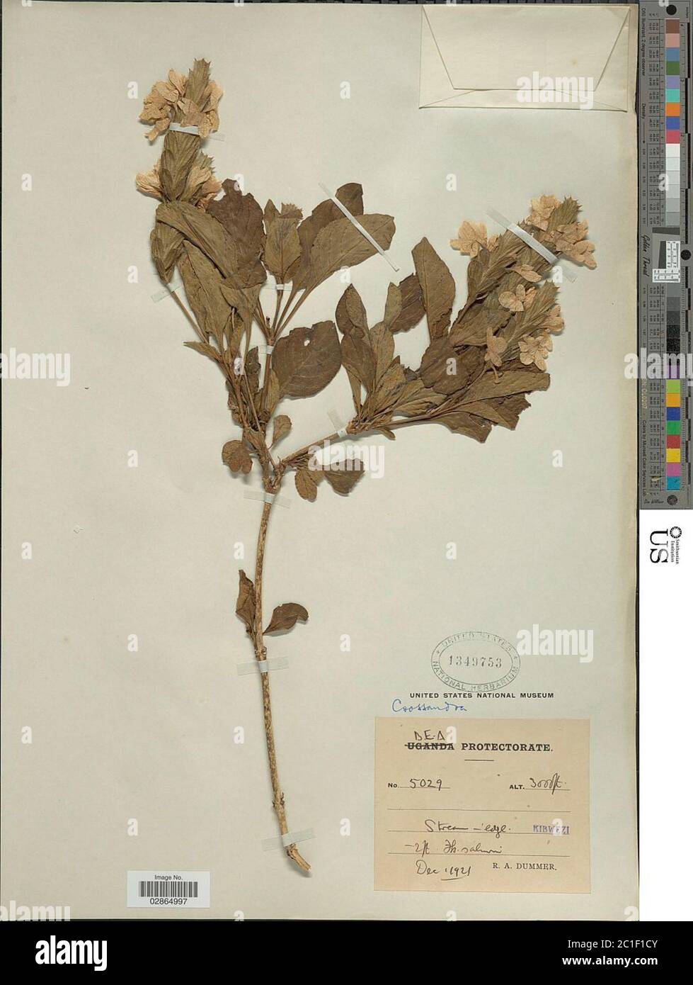 Crossandra sp Crossandra sp Stock Photo - Alamy