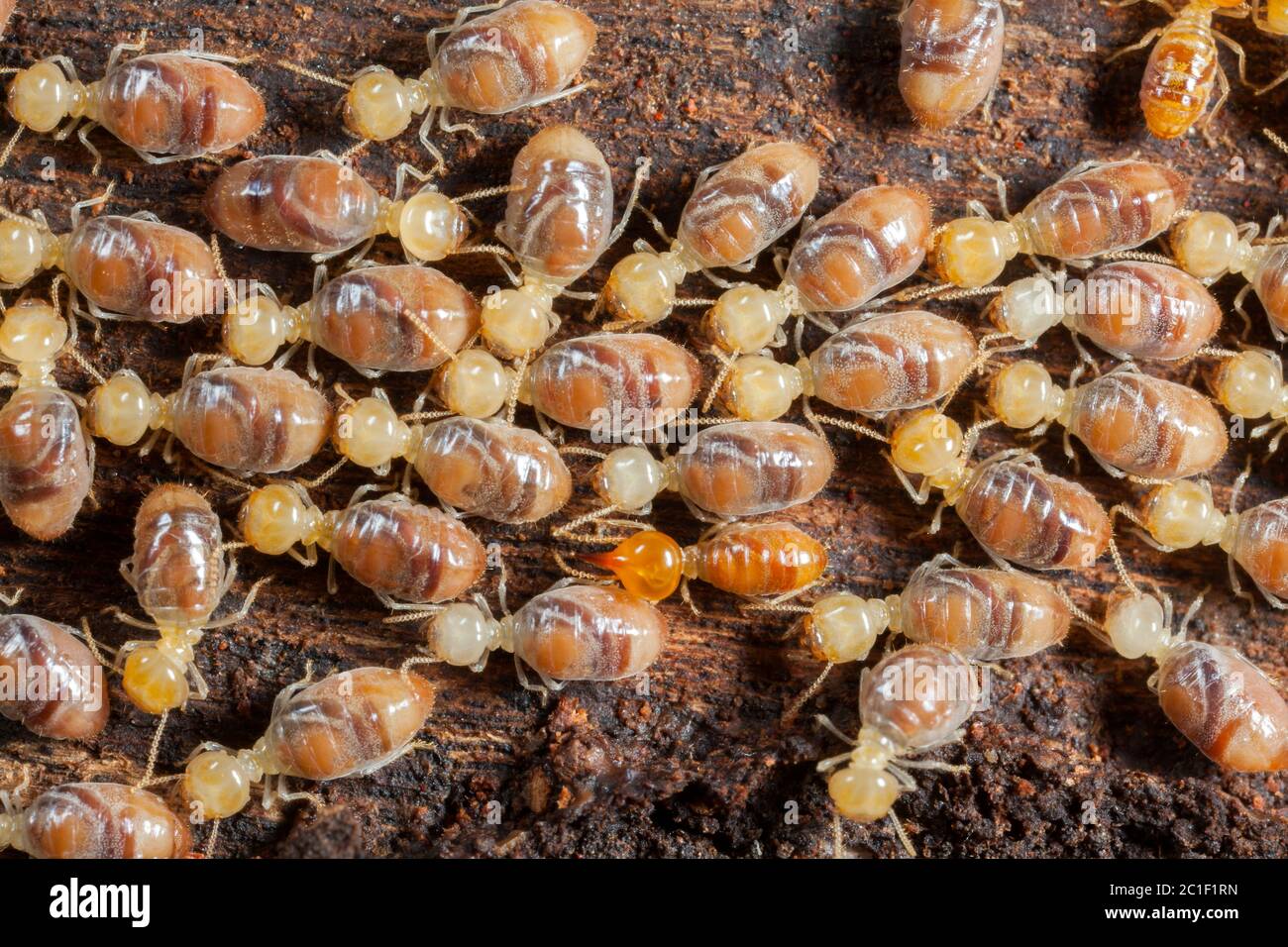 Termites insects in colony over wood Stock Photo - Alamy