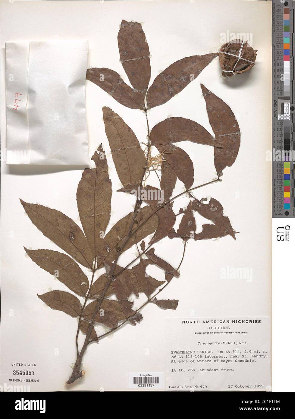 Carya aquatica hi-res stock photography and images - Alamy