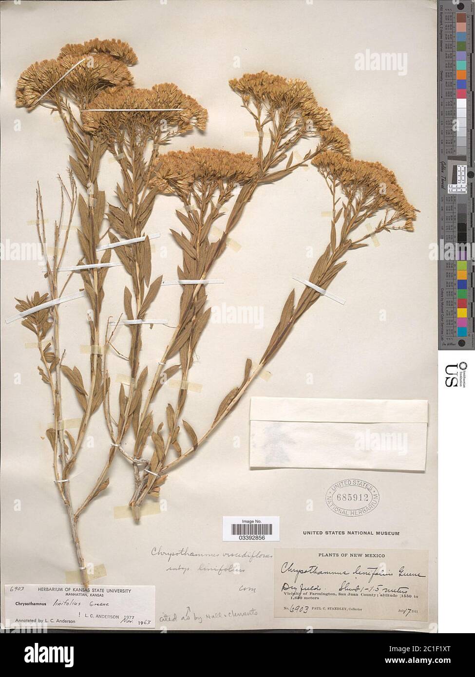 Chrysothamnus linifolius Greene Chrysothamnus linifolius Greene Stock ...