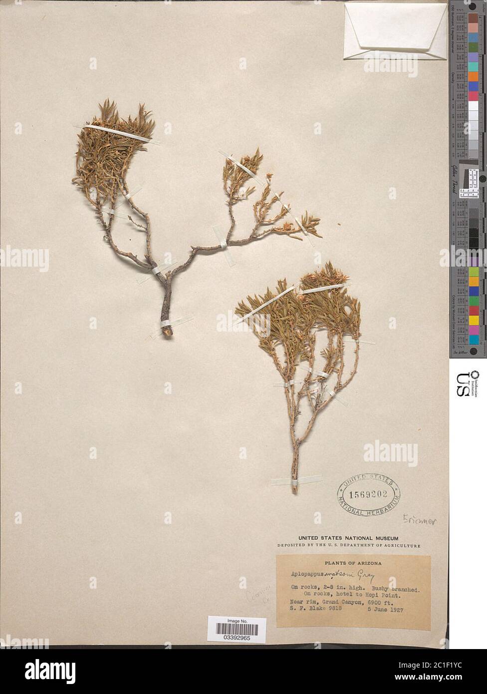 Ericameria watsonii A Gray GL Nesom Ericameria watsonii A Gray GL Nesom ...