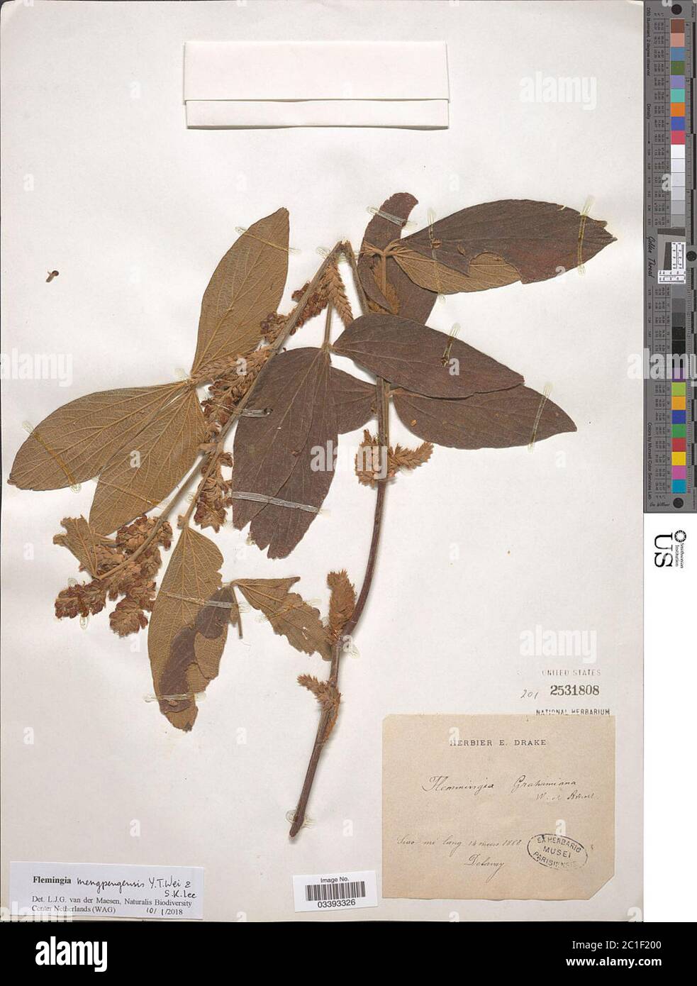 Flemingia mengpengensis YT Wei SK Lee Flemingia mengpengensis YT Wei SK ...