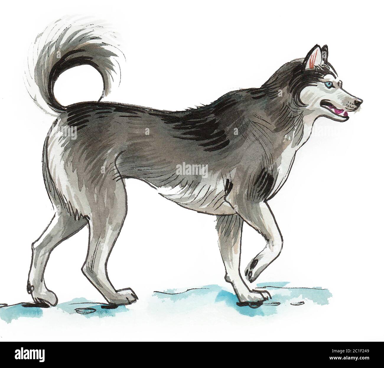 Husky sketch Cut Out Stock Images & Pictures - Alamy