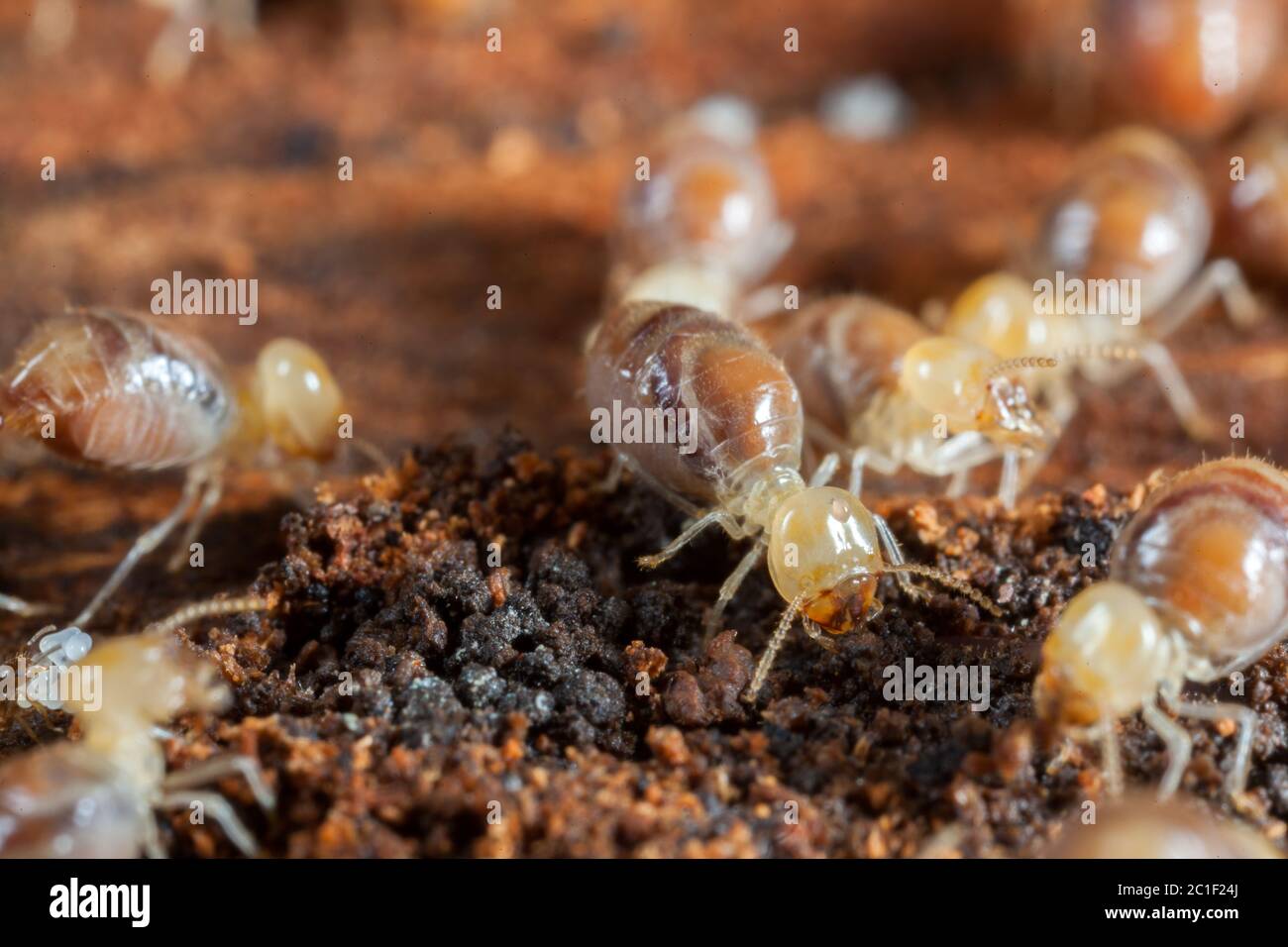 Termites insects in colony over wood Stock Photo - Alamy