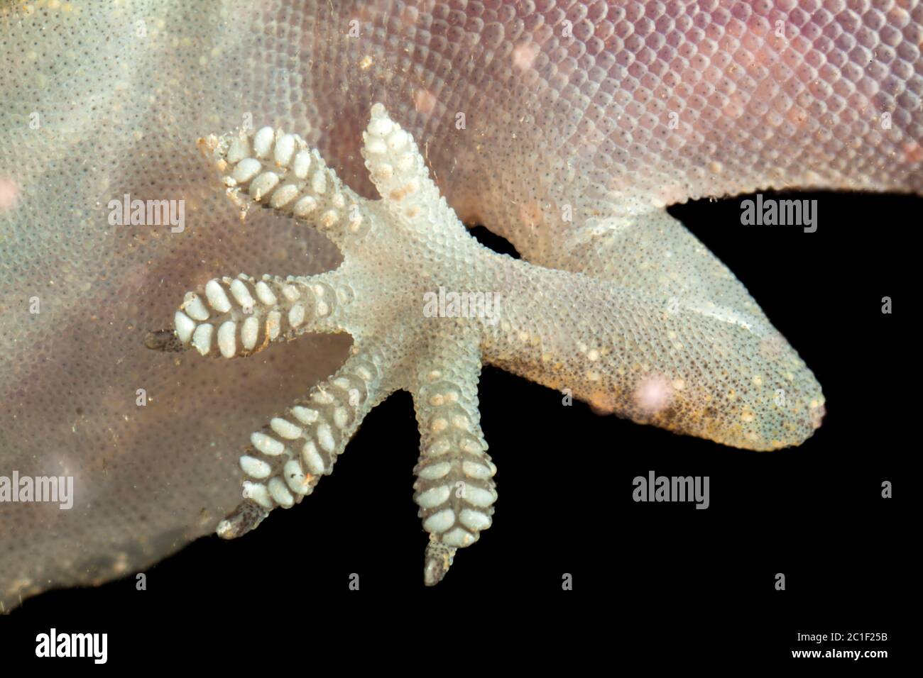 Gecko leg seen from below in black background Stock Photo - Alamy
