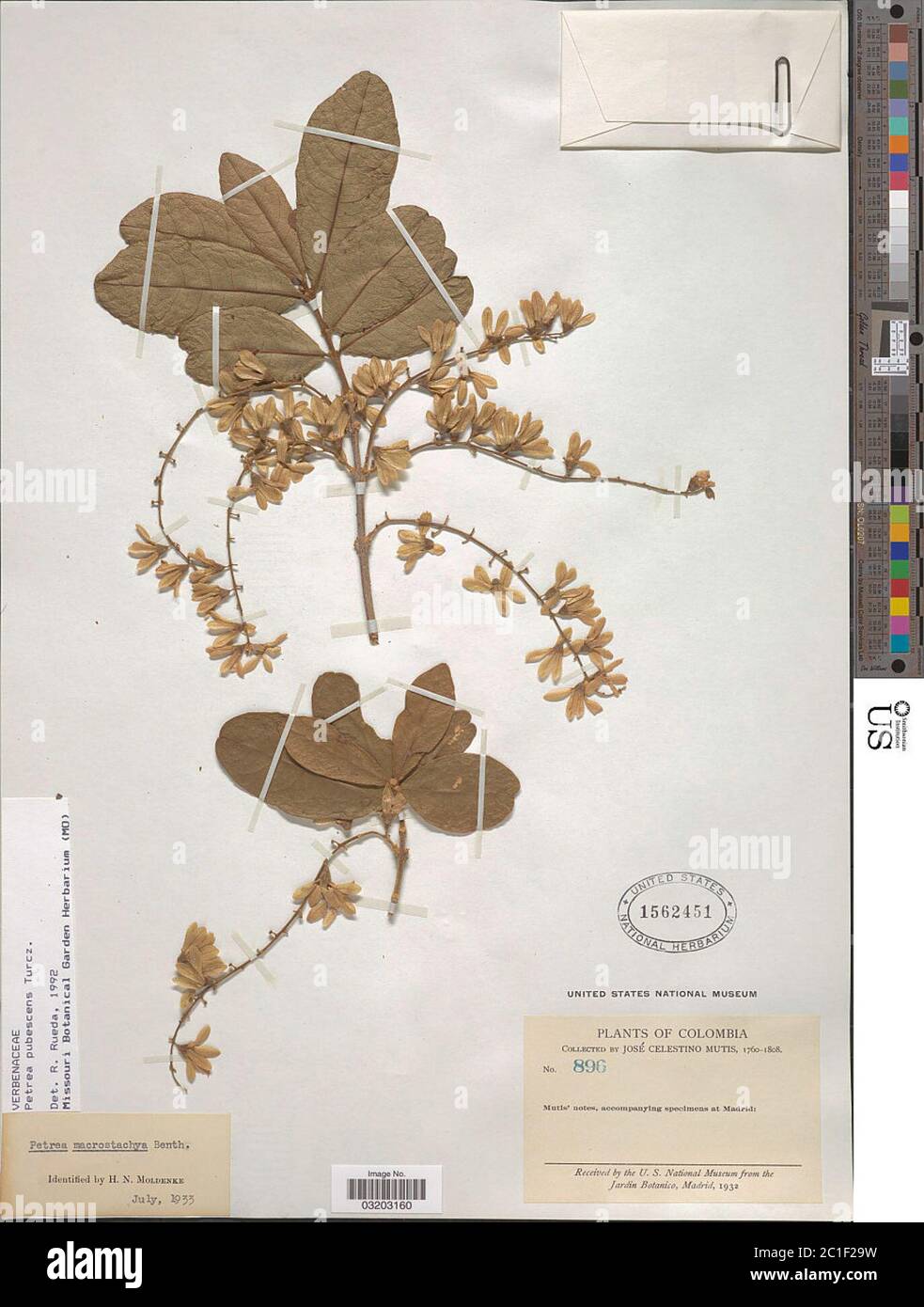 Petrea pubescens Turcz Petrea pubescens Turcz Stock Photo - Alamy