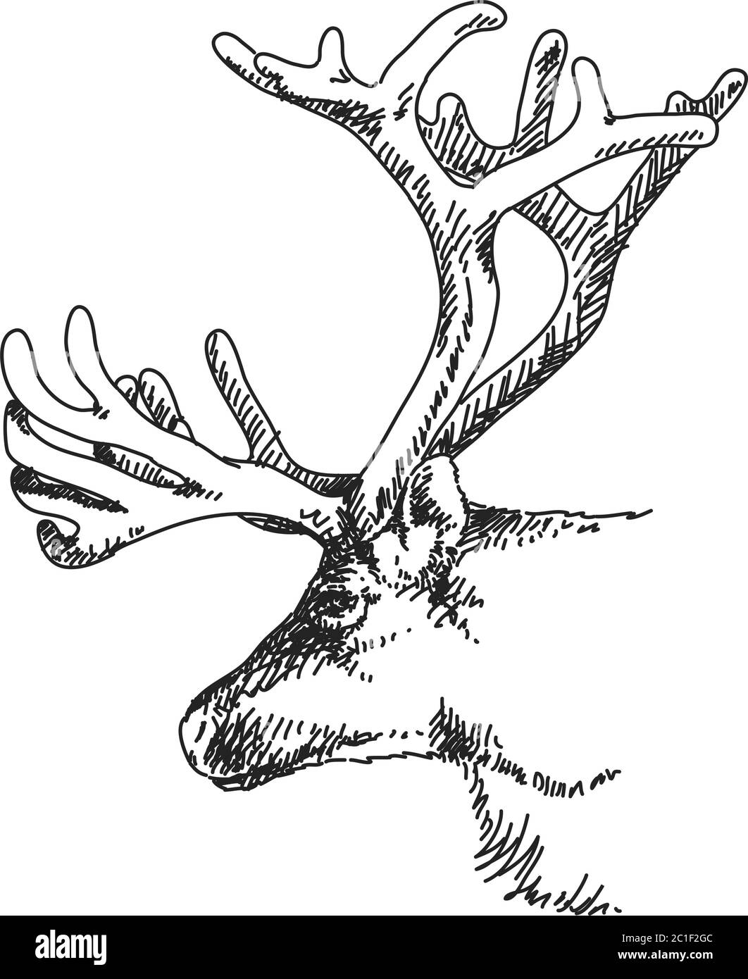 Reindeer head with big horns, Vector sketch, Hand drawn illustration ...