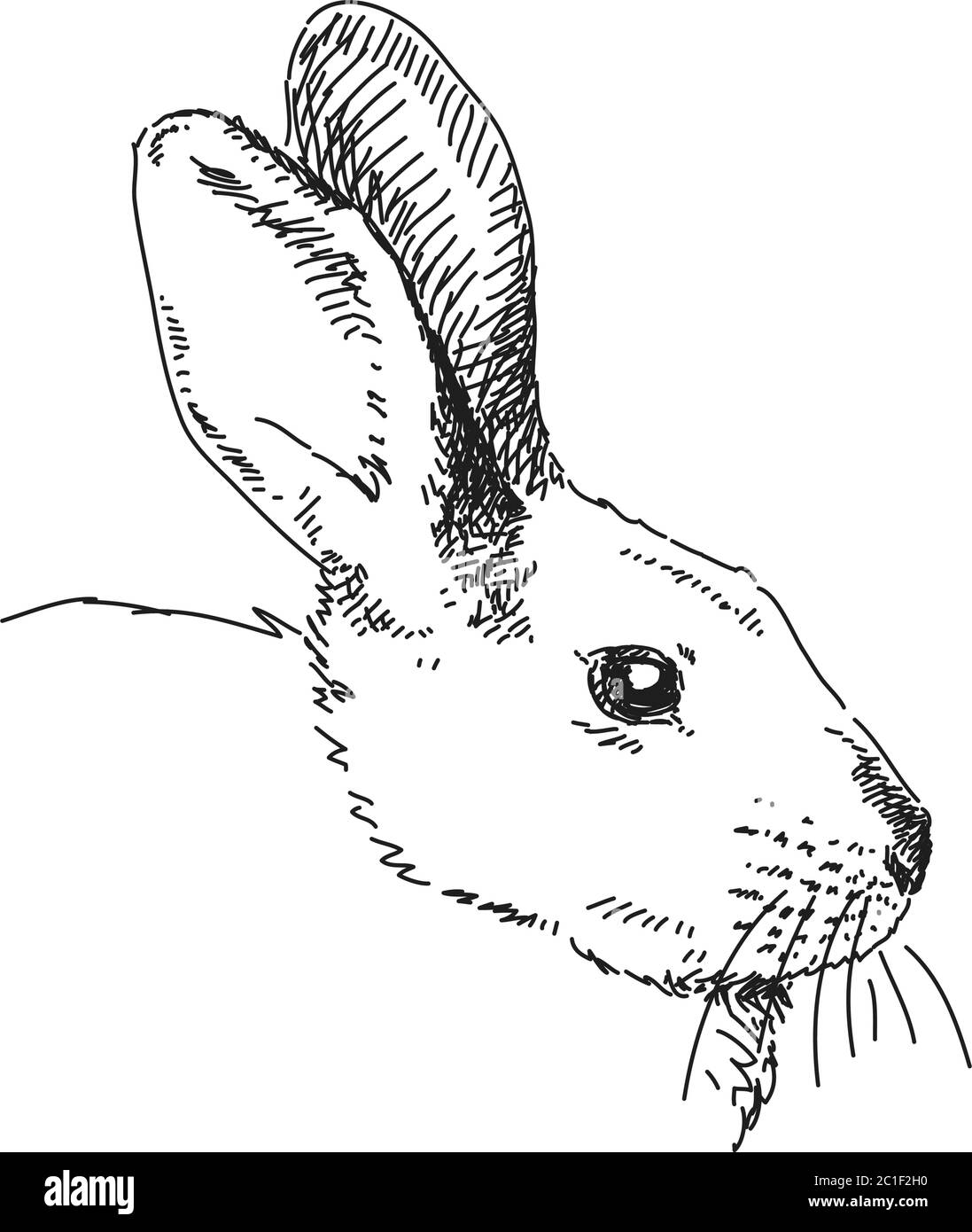 Rabbit head , Vector sketch, Hand drawn illustration Stock Vector Image ...