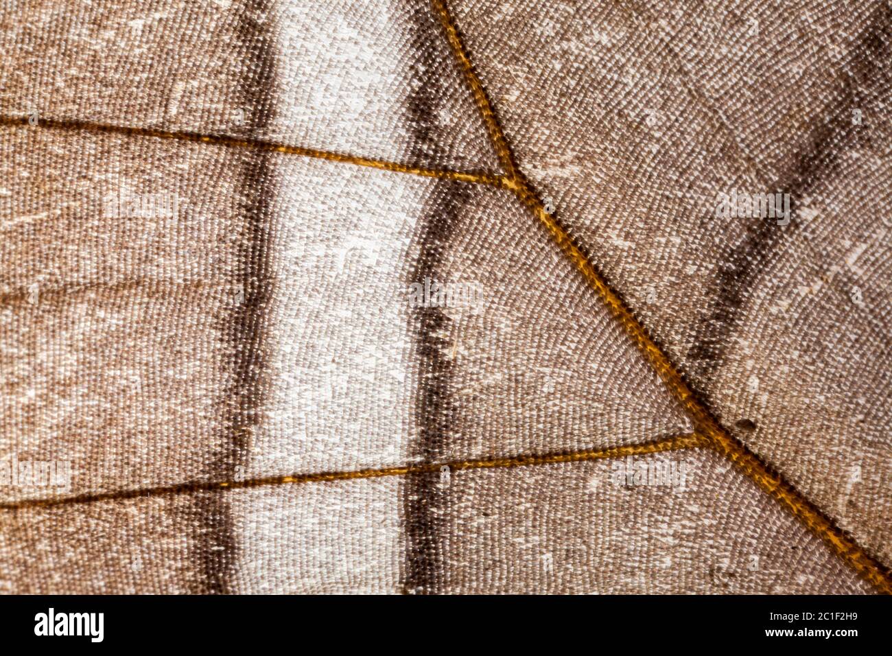 Butterfly wing detail with squama Stock Photo - Alamy