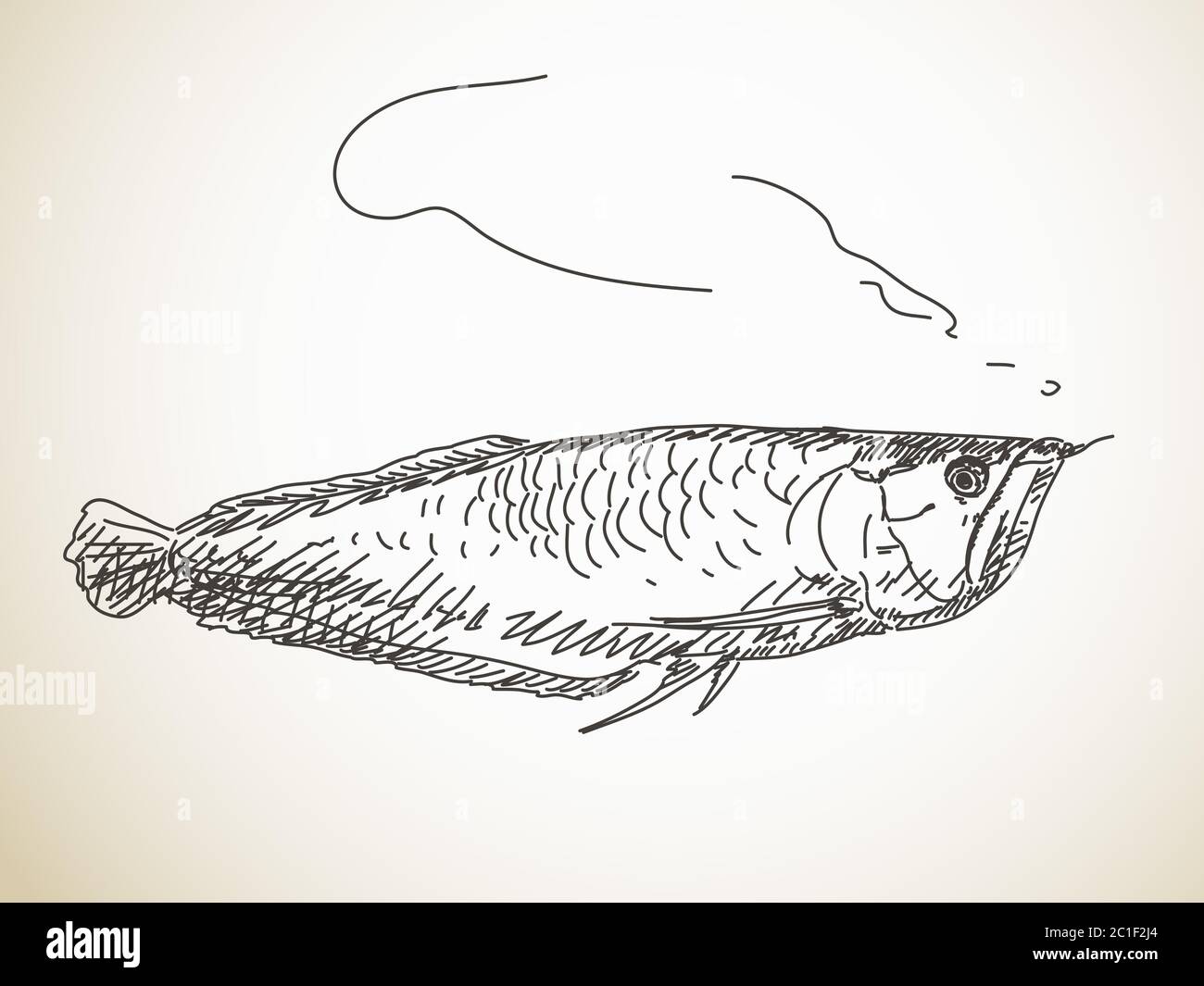 Sketch of long fish, Hand drawn Vector illustration Stock Vector Image ...