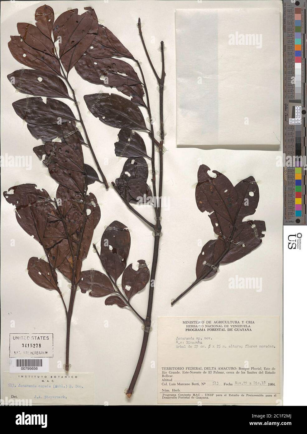 Jacaranda Copaia High Resolution Stock Photography and Images - Alamy