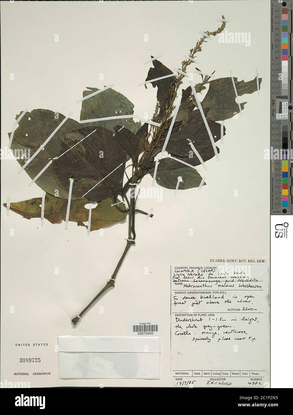 Habracanthus malacus Wassh Habracanthus malacus Wassh Stock Photo - Alamy