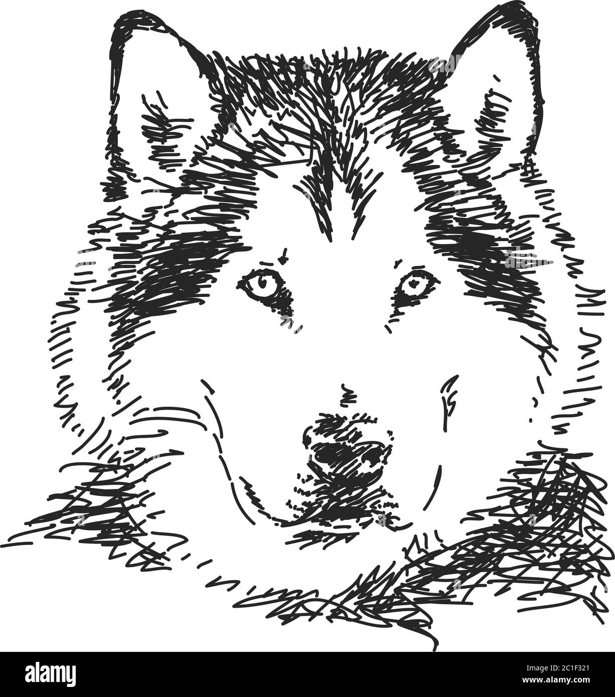 Husky dog portrait, Vector sketch, Hand drawn illustration Stock Vector ...