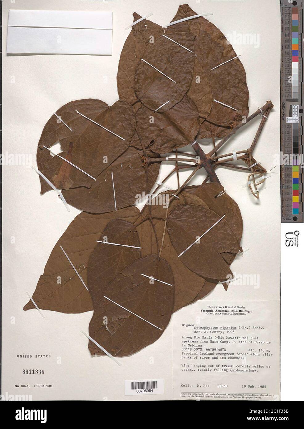 Stizophyllum riparium Kunth Sandwith Stizophyllum riparium Kunth ...